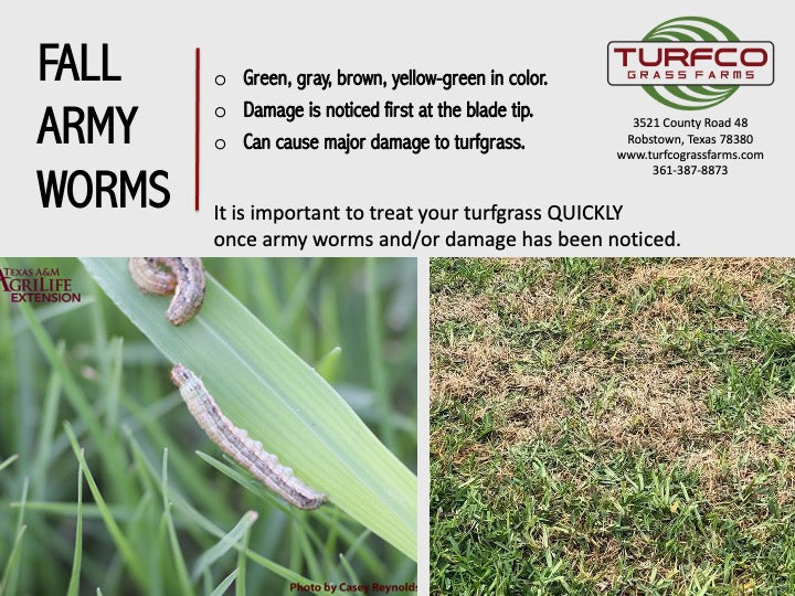 Seeing worms in your yard? Army Worms are out! – Turfco Grass Co, Inc