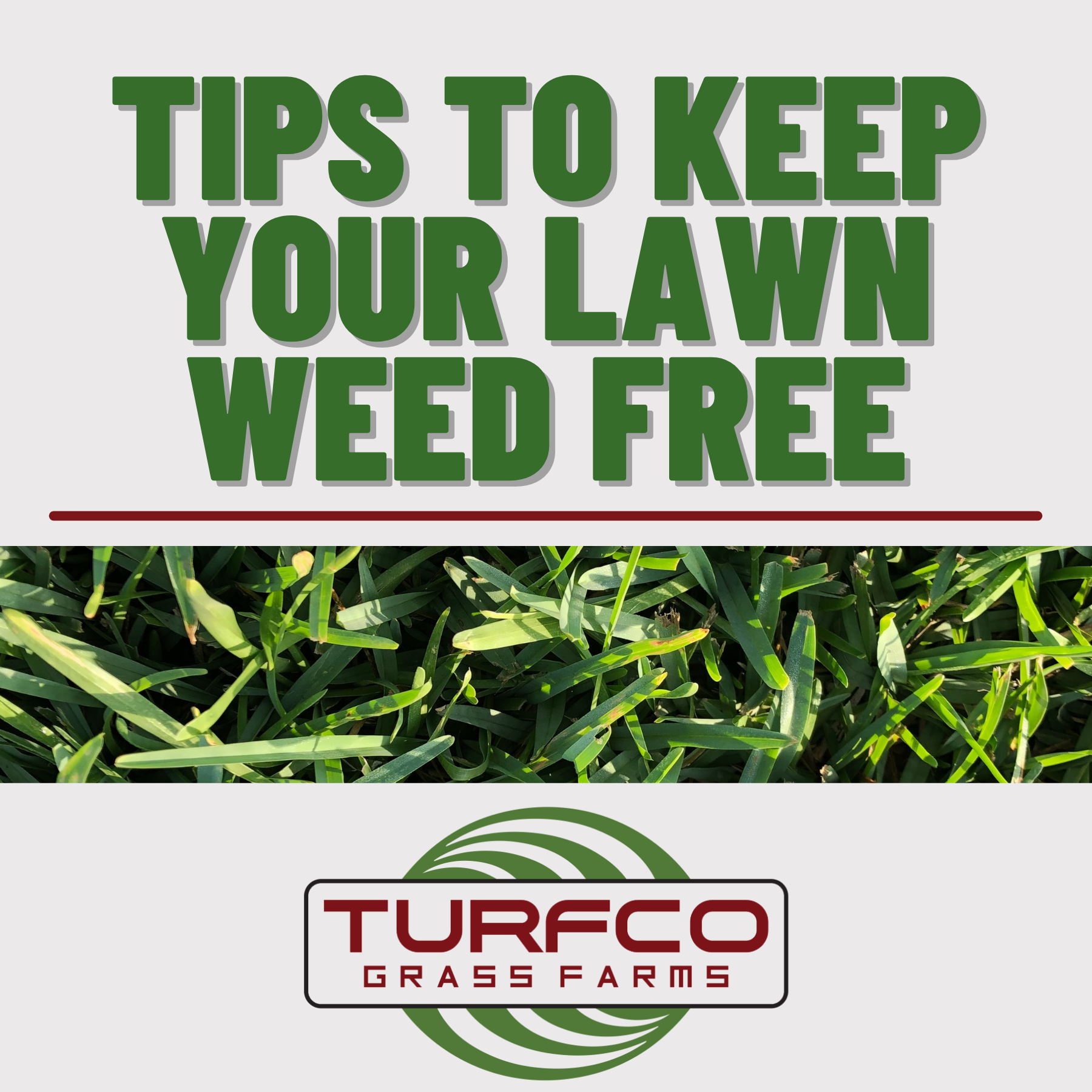 Tips to Keep Your Lawn Weed Free – Turfco Grass Co, Inc